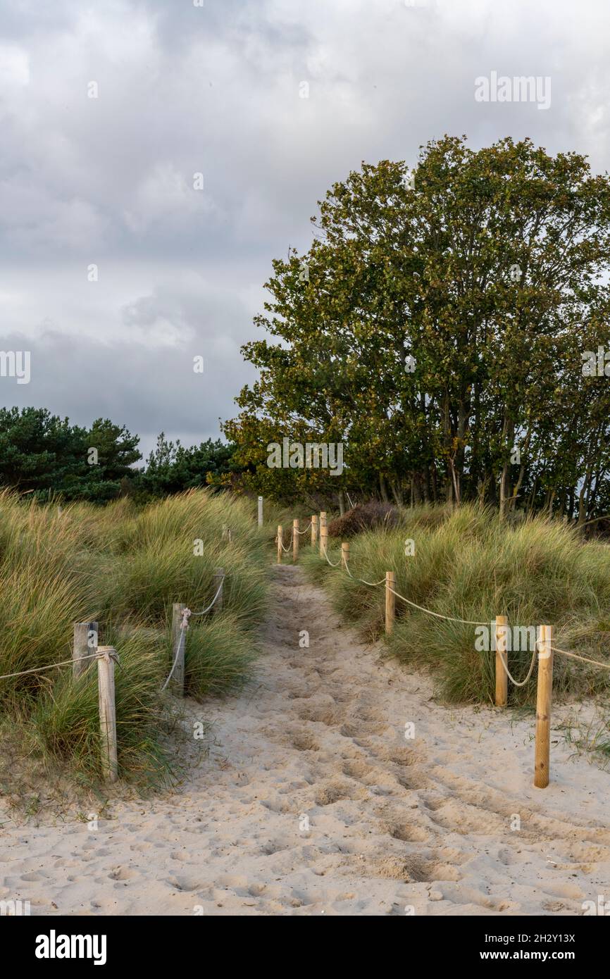 path through the sand dunes on studland beach on the isle of purbeck ...