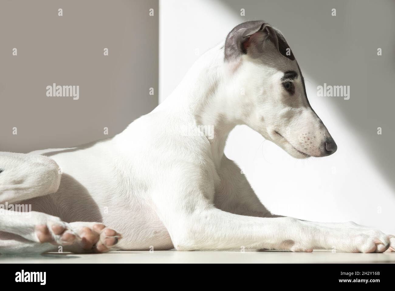 Cute pet whippet puppy posing Stock Photo - Alamy