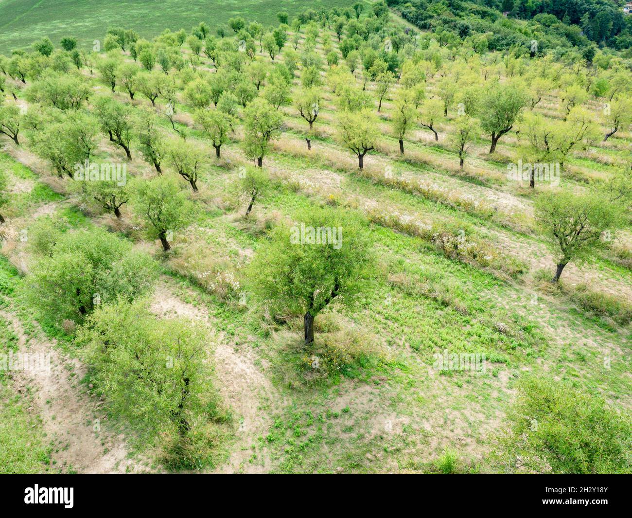 Almond trees in old orchard. Trees after harvest at end of summer. on ...