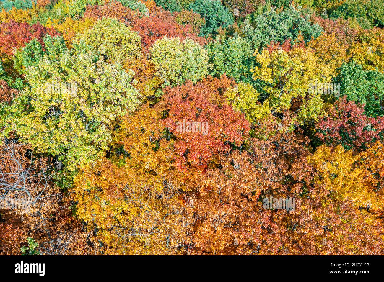 Aerial top down landscape of beautiful colorful autumn forest Stock ...