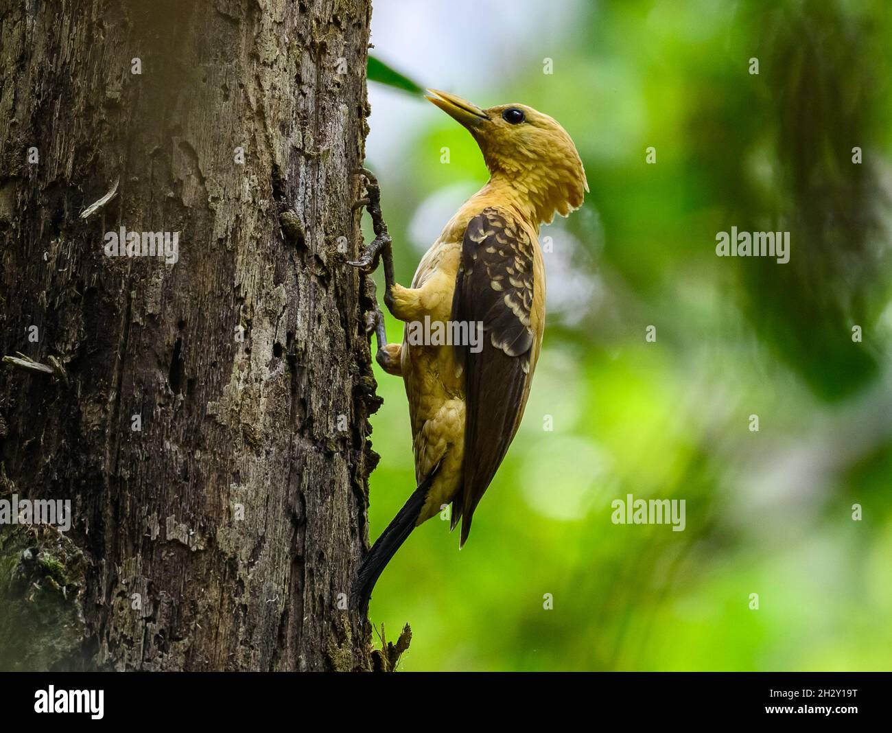 A female Cream-colored Woodpecker (Celeus flavus) foraging on a tree ...