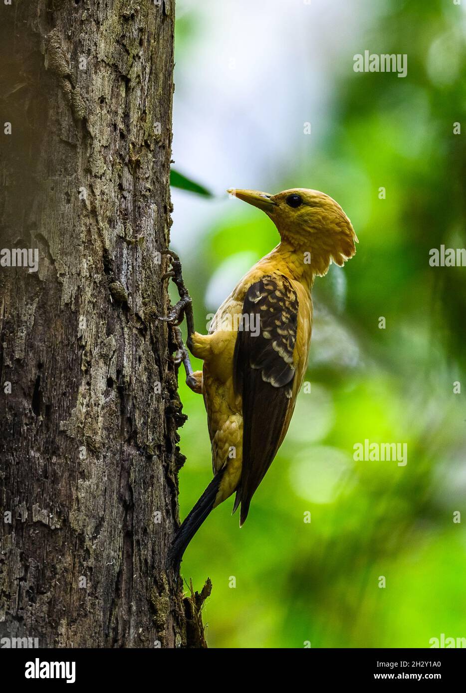 A female Cream-colored Woodpecker (Celeus flavus) foraging on a tree ...