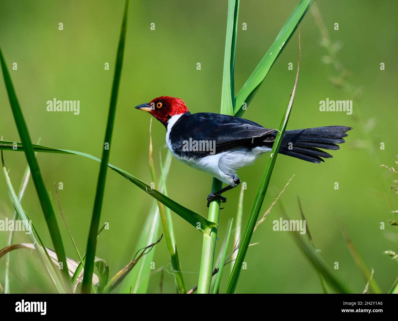 Red capped bird hi-res stock photography and images - Alamy