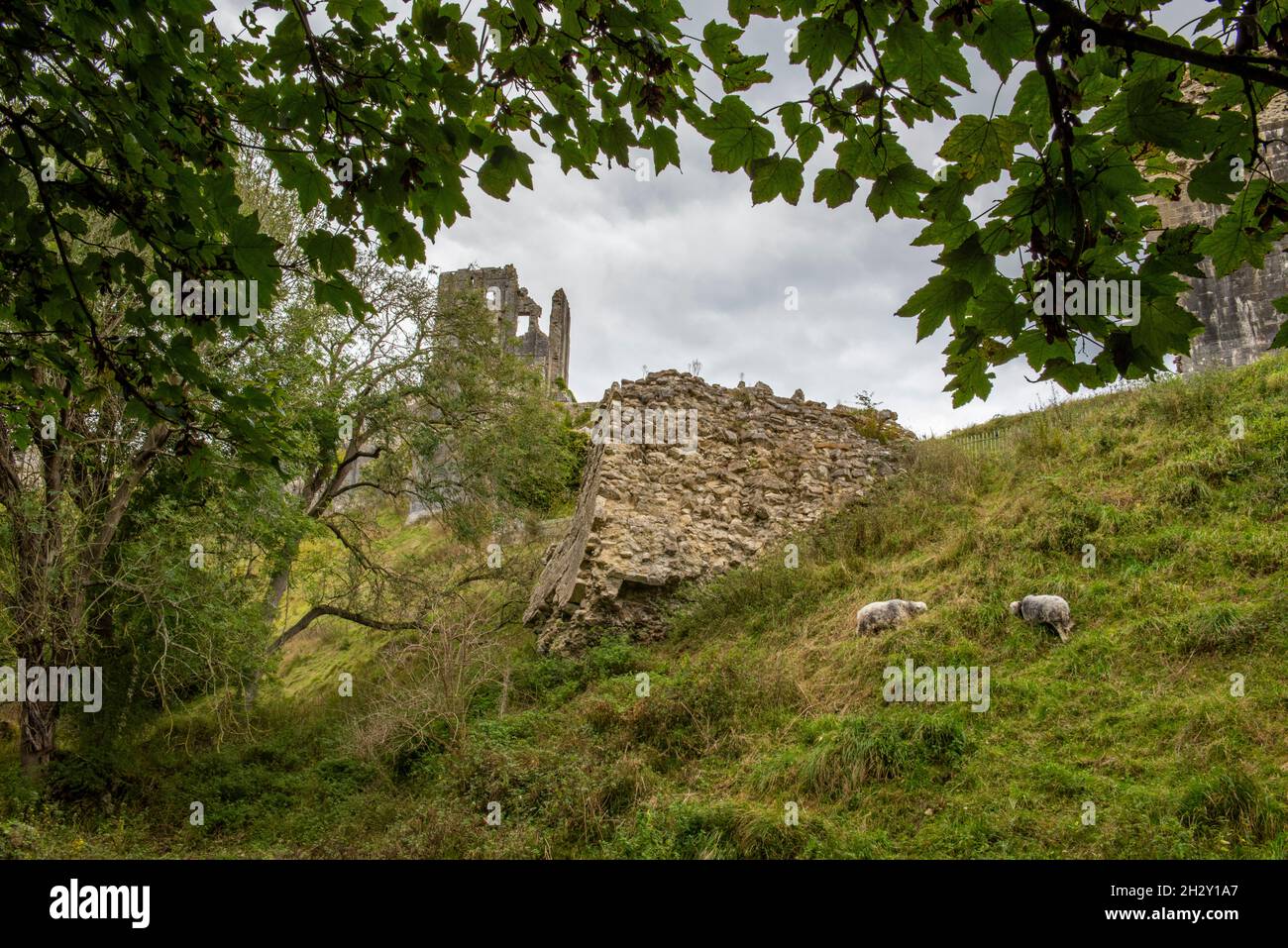 corfe castle, dorset, studland, purbeck, medieval castle, tourist ...