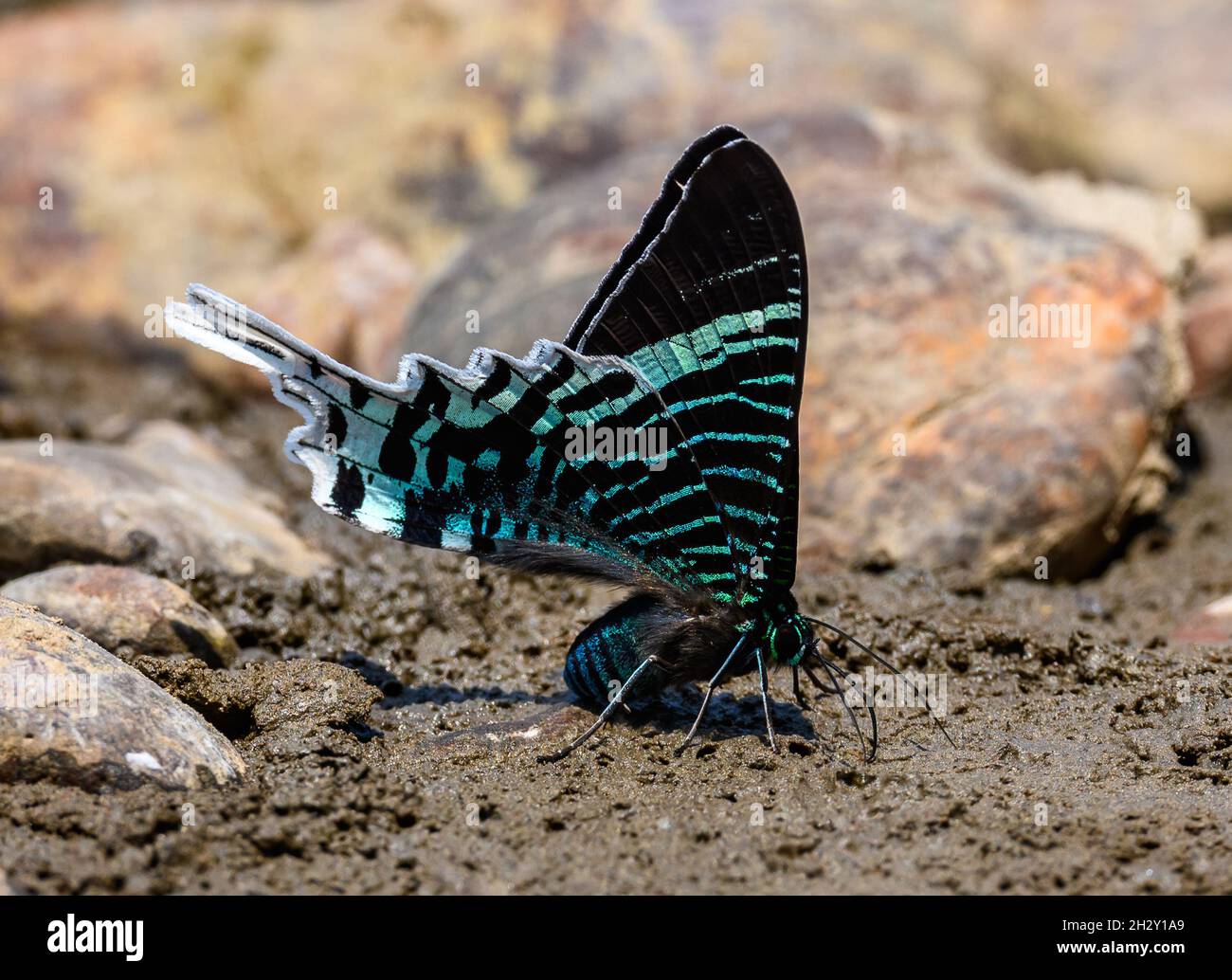 Urania urania leilus hi-res stock photography and images - Alamy