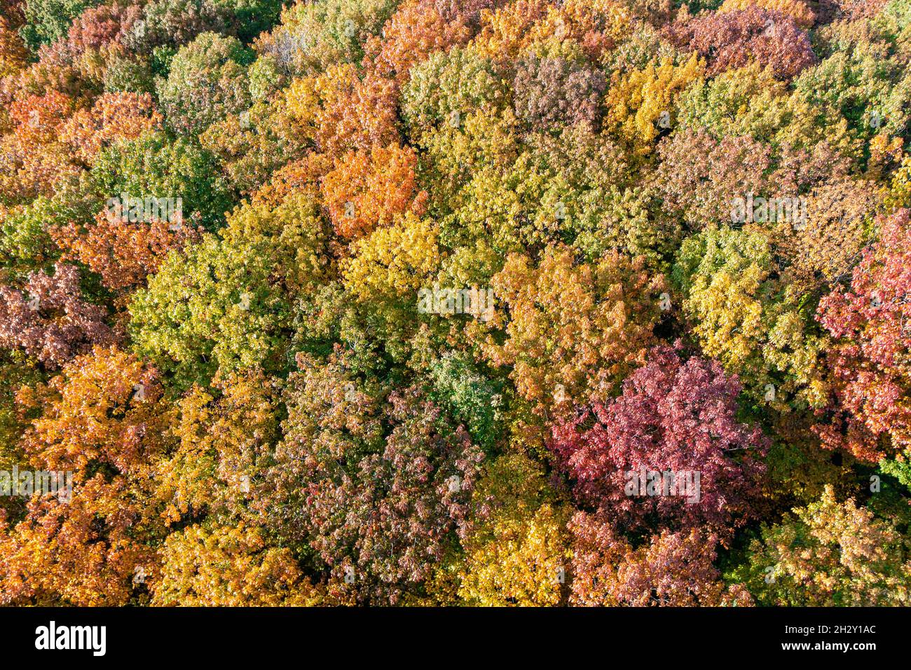 Aerial view of green treetops hi-res stock photography and images - Alamy