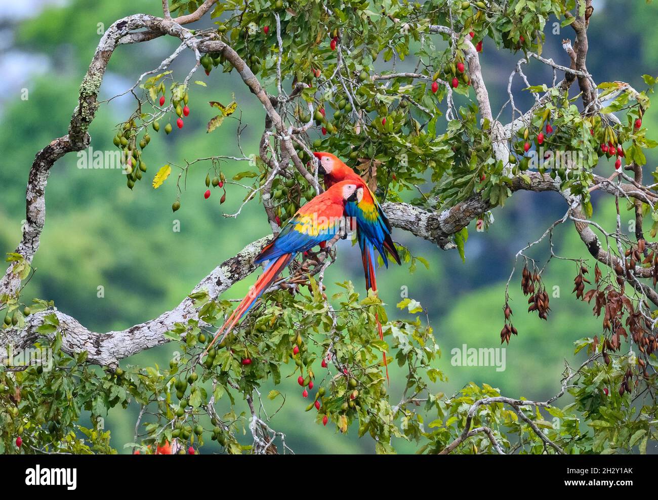 Two scarlet macaws hi-res stock photography and images - Alamy