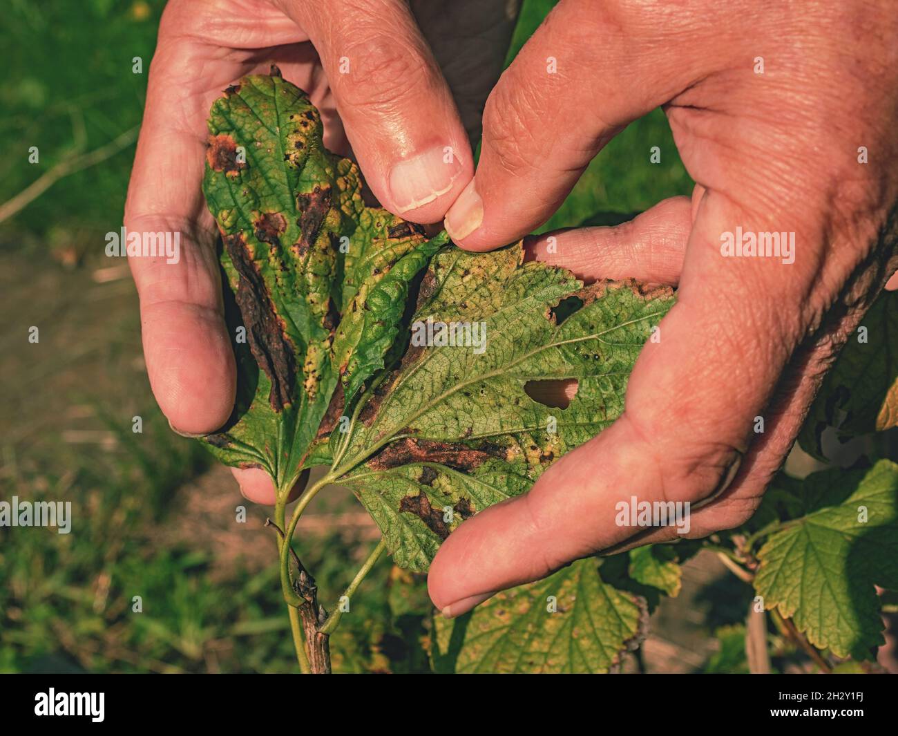 Black currant leaves damaged by fungal disease anthracnose in hands ...