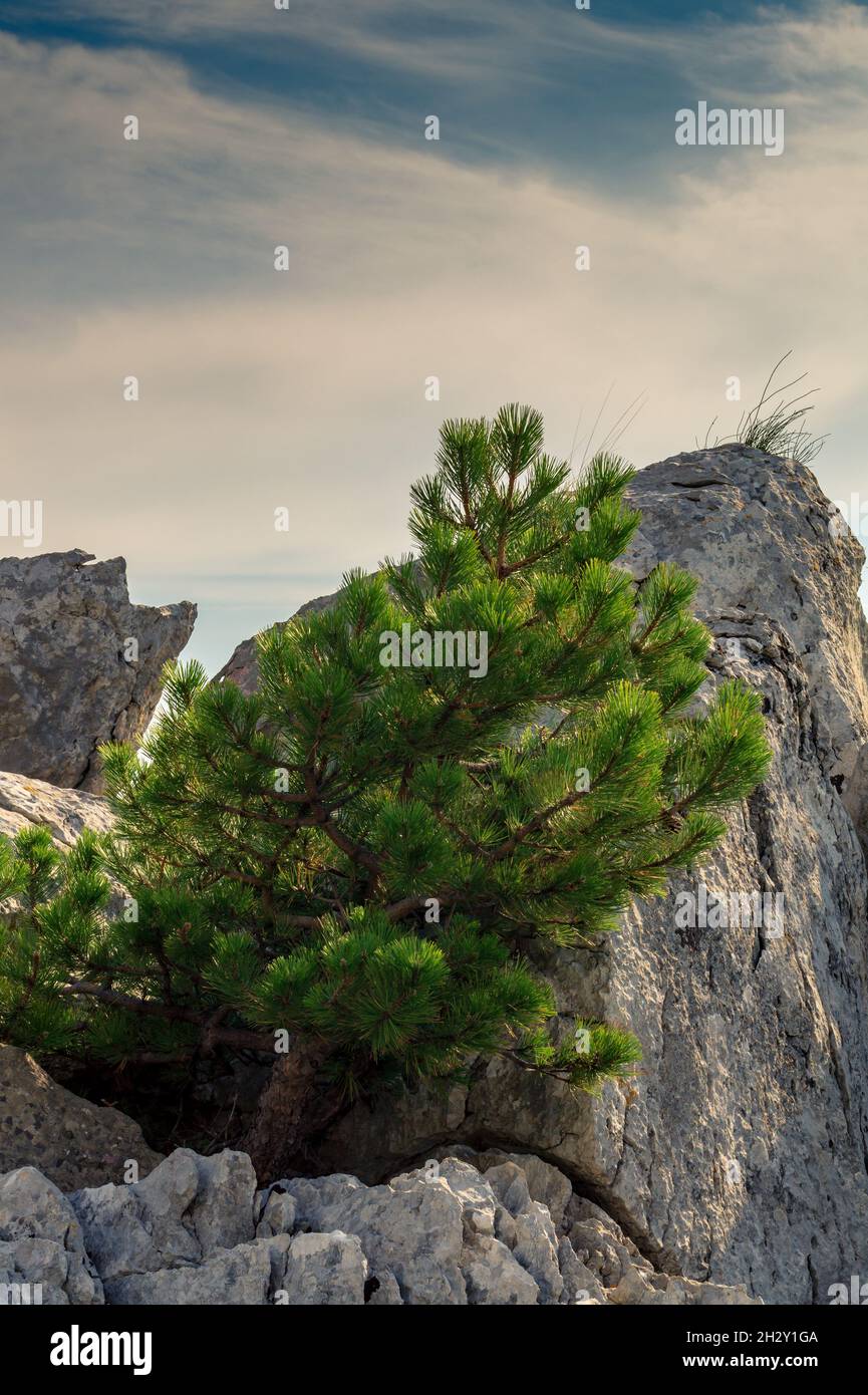 Small pine tree in front of rock in mountains Stock Photo - Alamy