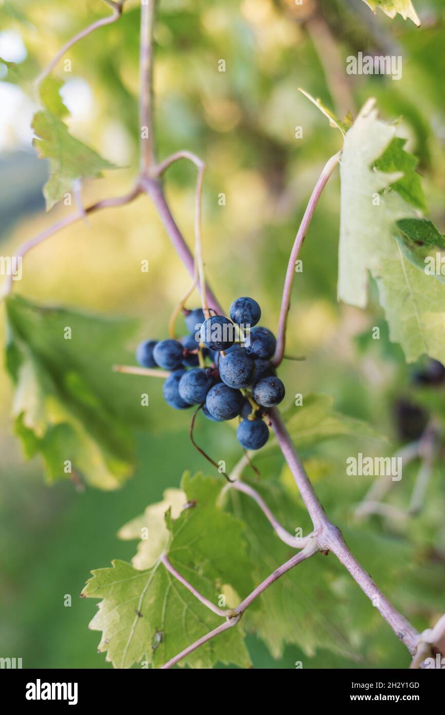 a small bunch of grapes Stock Photo - Alamy