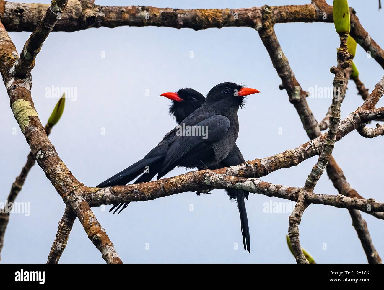 Pair of black fronted nunbirds hi-res stock photography and images - Alamy