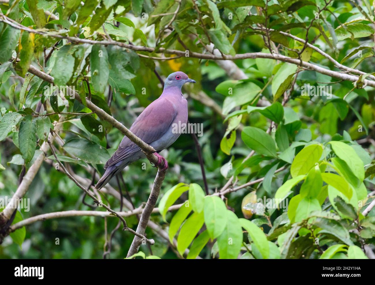 A Pale-vented Pigeon (Patagioenas cayennensis) perched on a branch ...