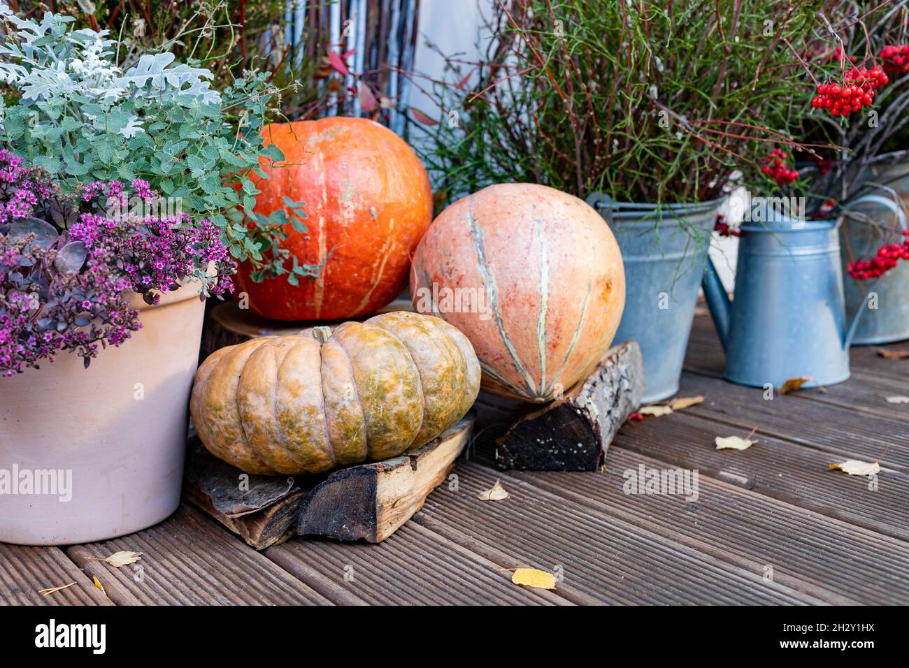 harvest of pumpkin. Vintage iron lantern in autumn scene outdoor ...