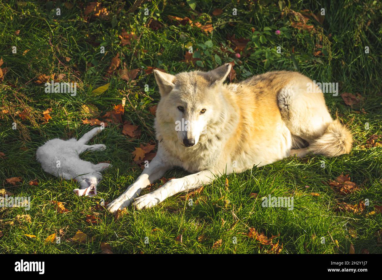 White wolf in forest with rabbit prey, wildlife outdoors Stock Photo ...