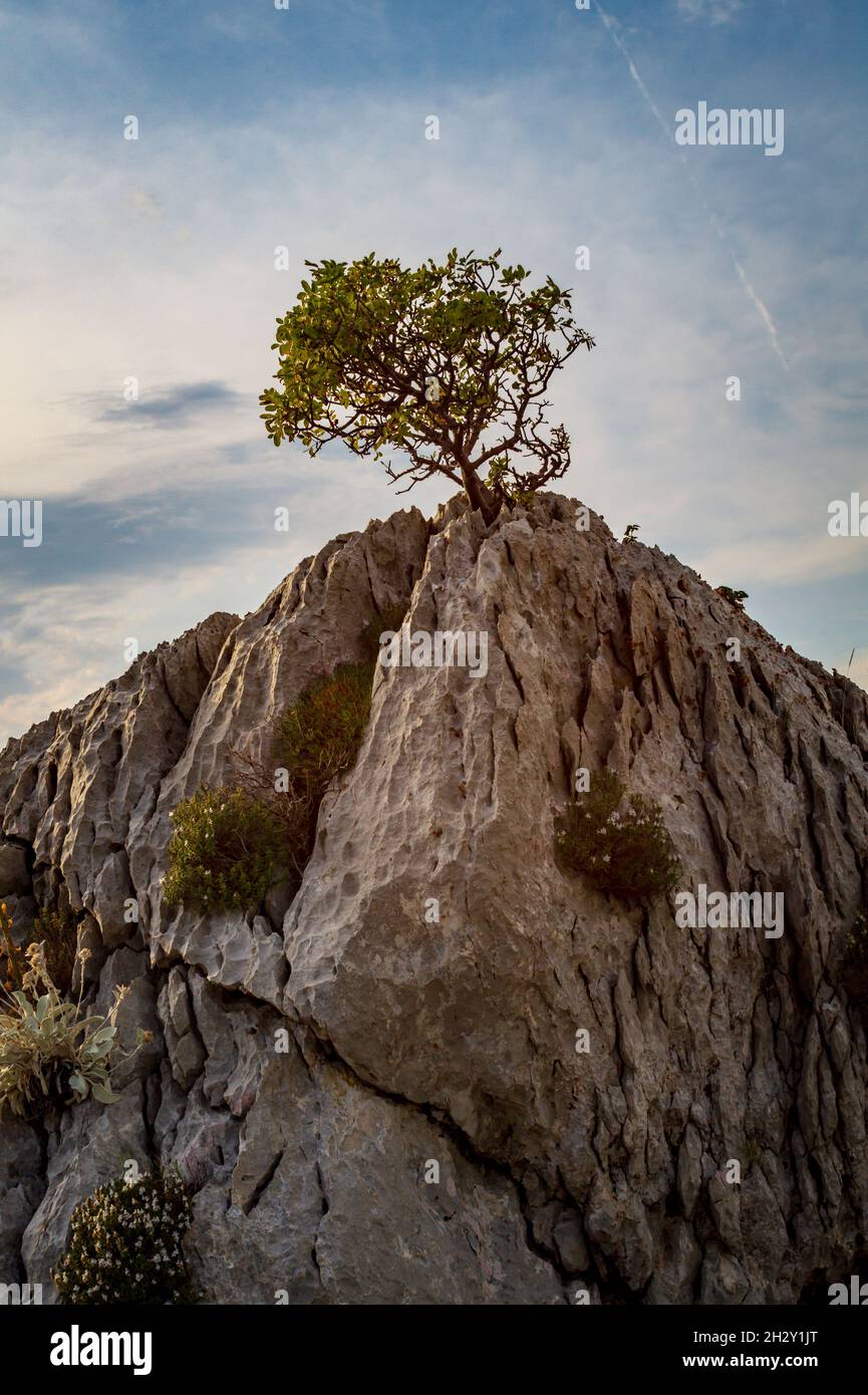 Tree growing on top of the cliff in the mountains Stock Photo - Alamy
