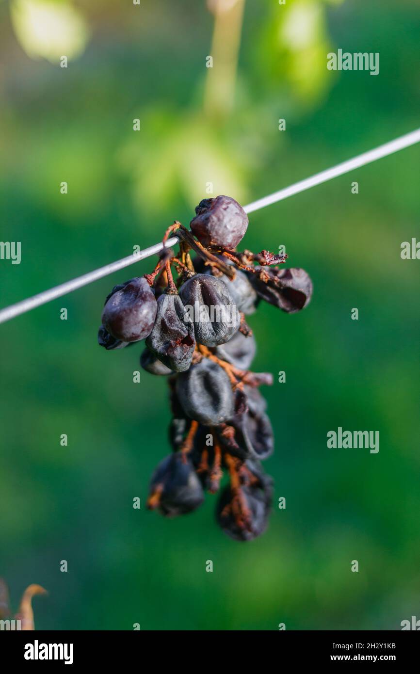 Amarone grapes hi-res stock photography and images - Alamy