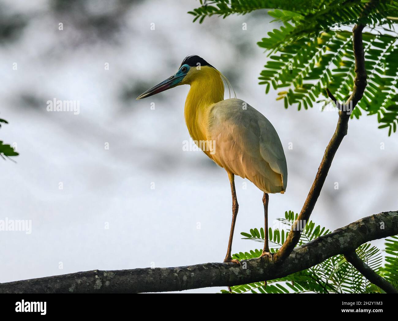 A Capped Heron (Pilherodius pileatus) standing on a tree. Peruvian ...