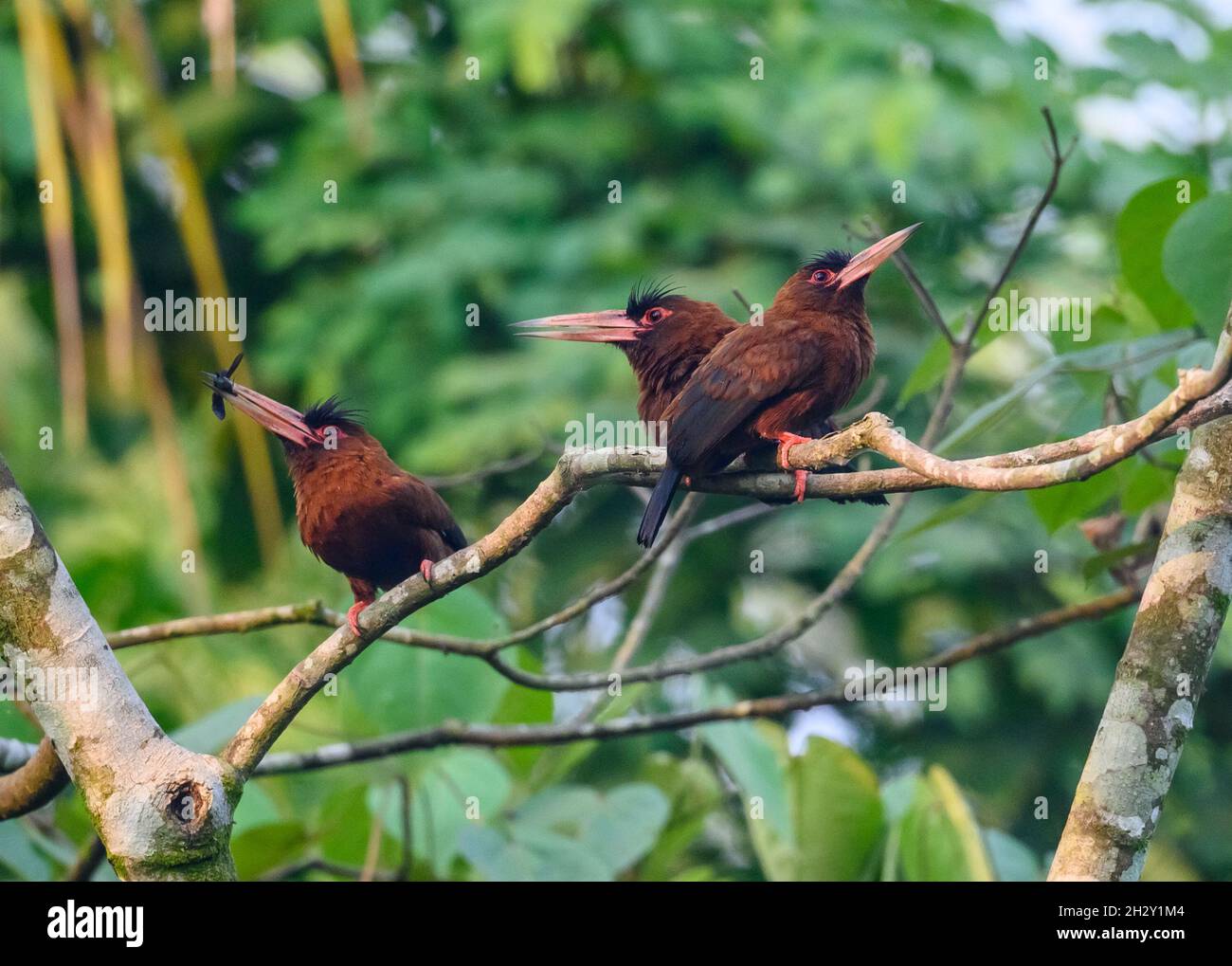Purus peru hi-res stock photography and images - Alamy