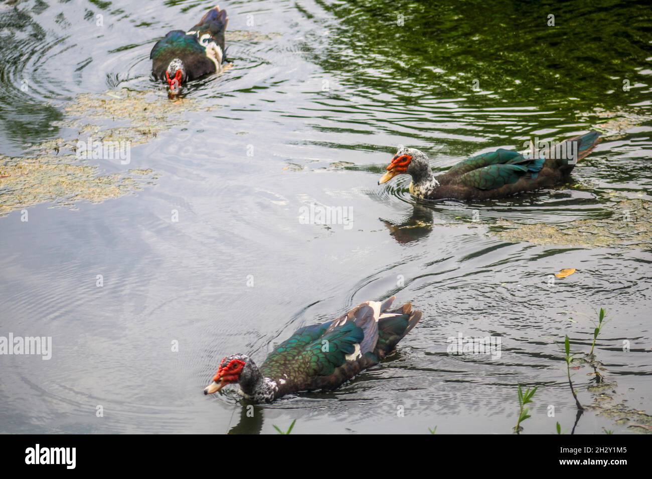 Muscovy pond hi-res stock photography and images - Alamy