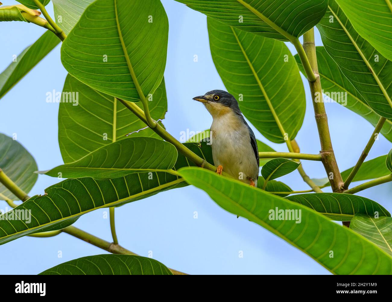 A Hooded Tanager (Nemosia pileata) perched on a branch. Peruvian Amazon ...