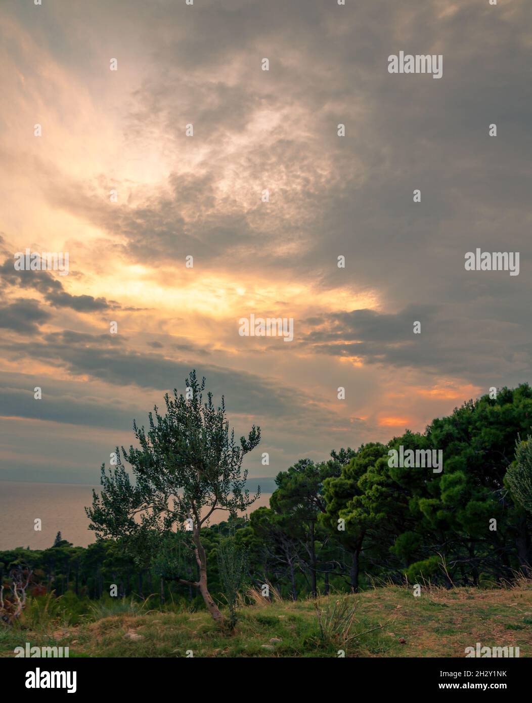 Olive tree in sunset Stock Photo - Alamy