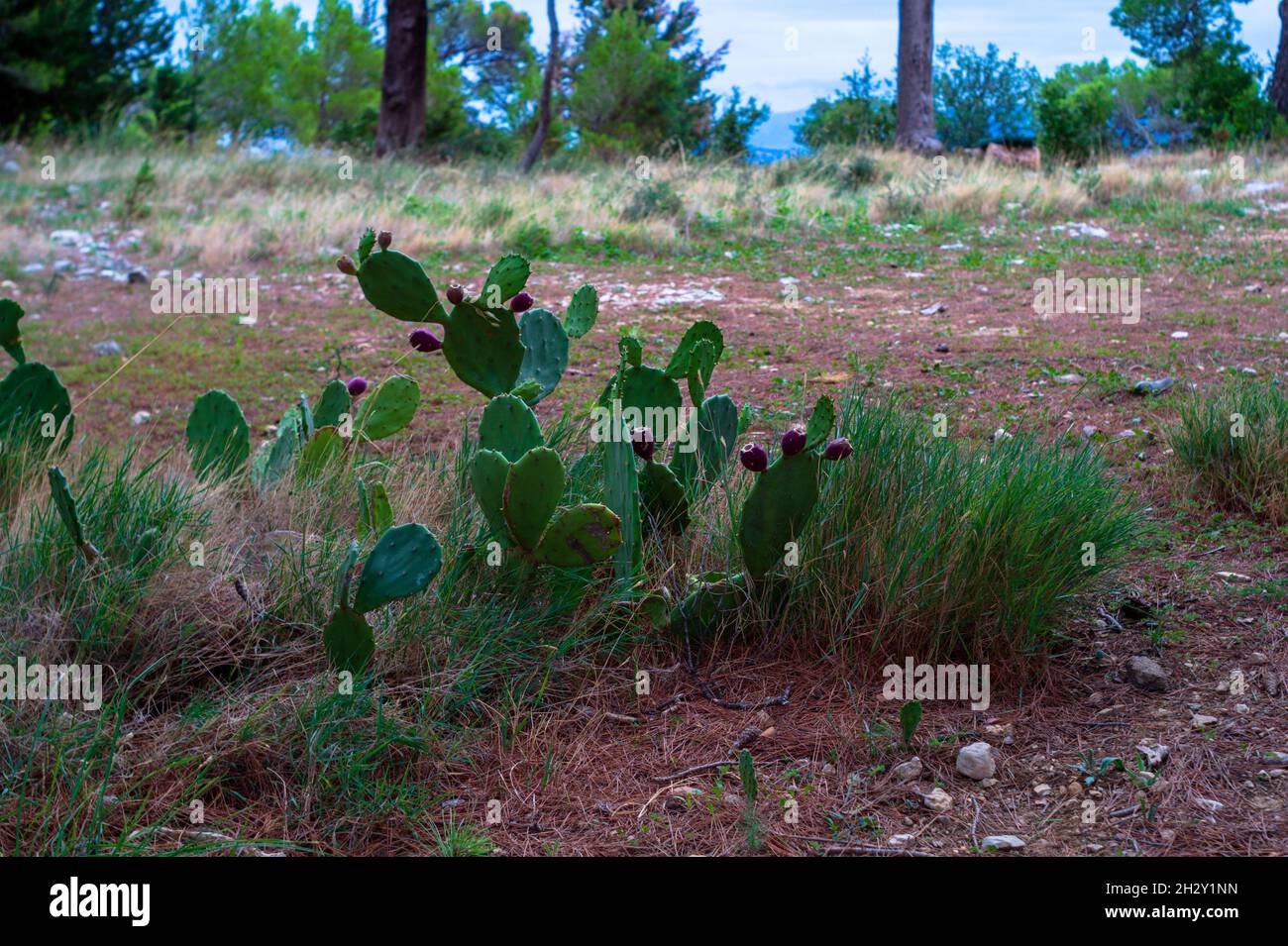 Walking cactus hi-res stock photography and images - Alamy