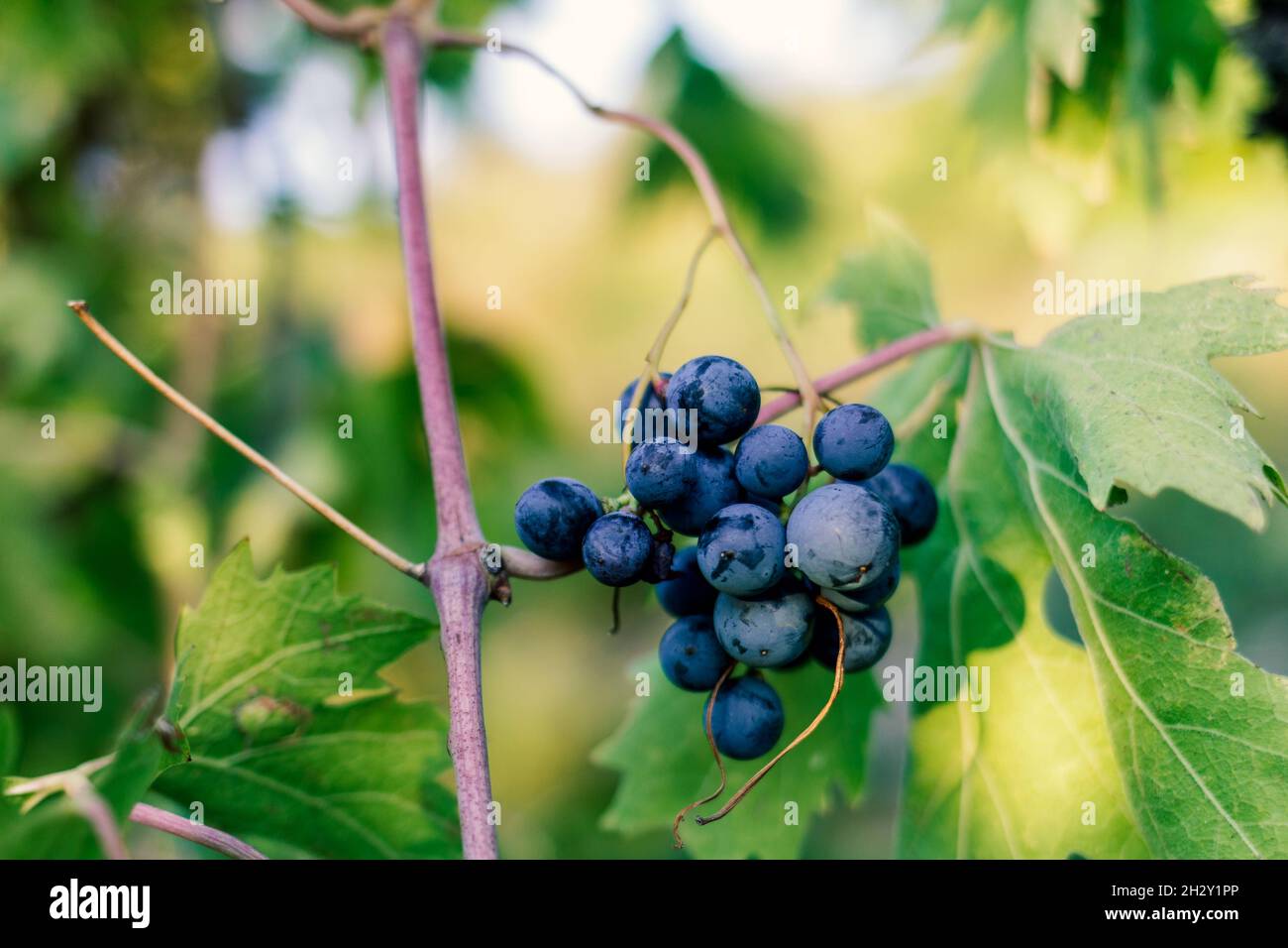 Amarone grapes hi-res stock photography and images - Alamy