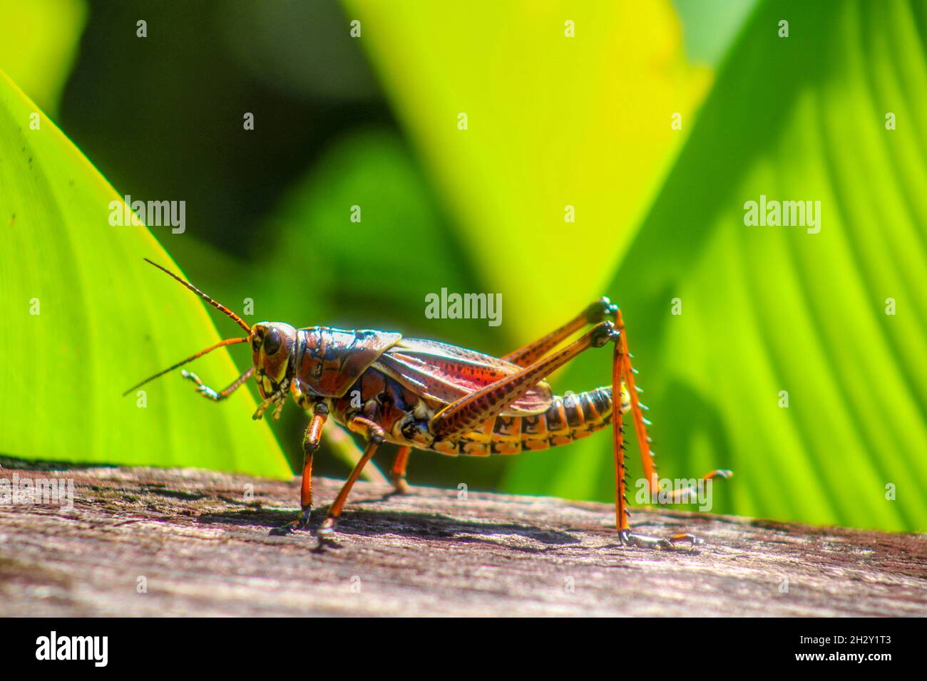 Lubber Grasshopper High Resolution Stock Photography and Images - Alamy
