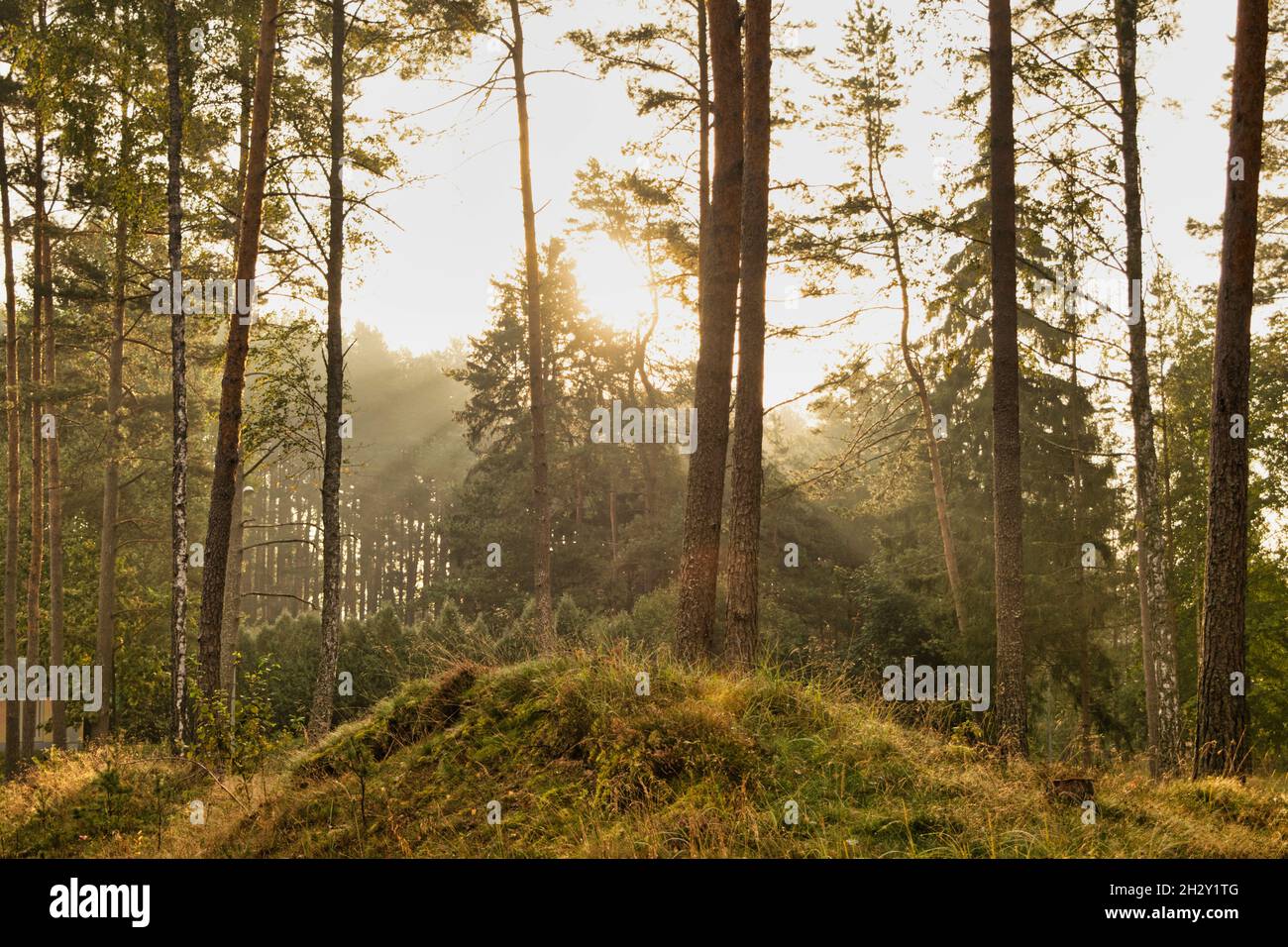 Beautiful colors of the forest in autumn Stock Photo - Alamy