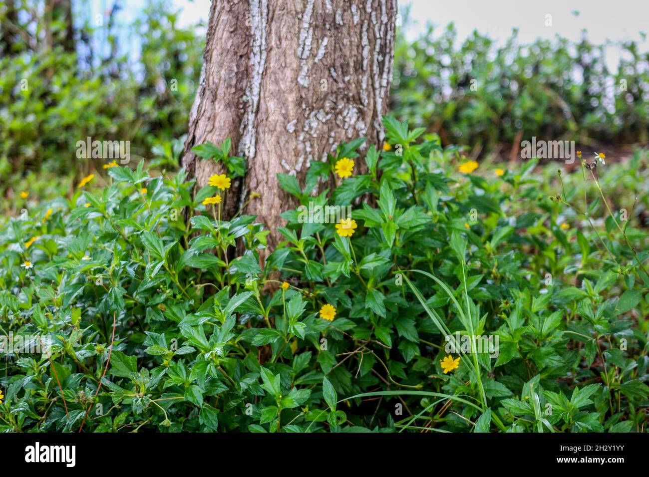 Florida yellow grass hi-res stock photography and images - Alamy