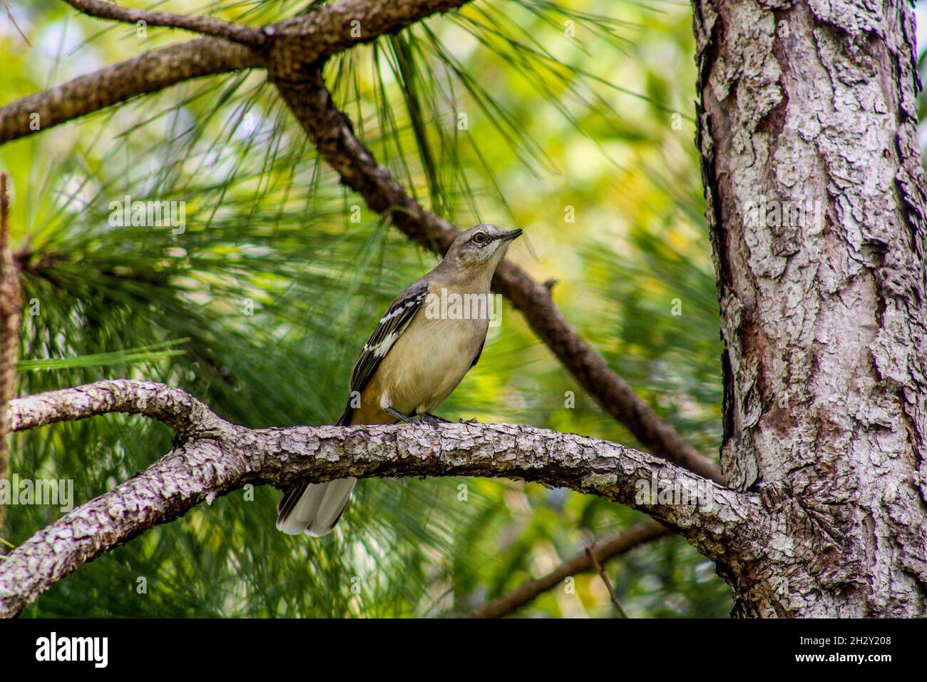 Mockingbird wings hi-res stock photography and images - Alamy