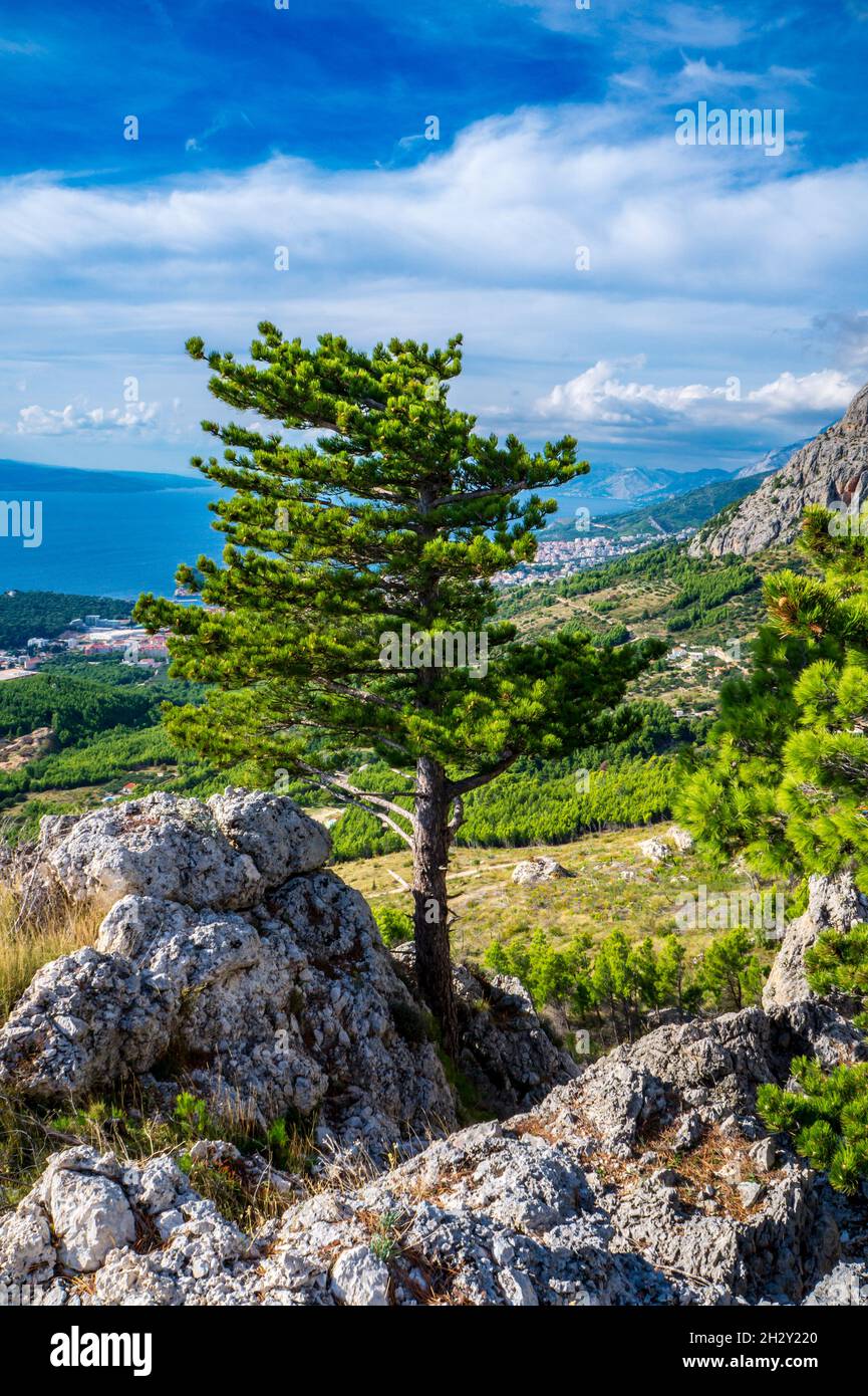Trees growing on cliff edge on mountains Stock Photo - Alamy