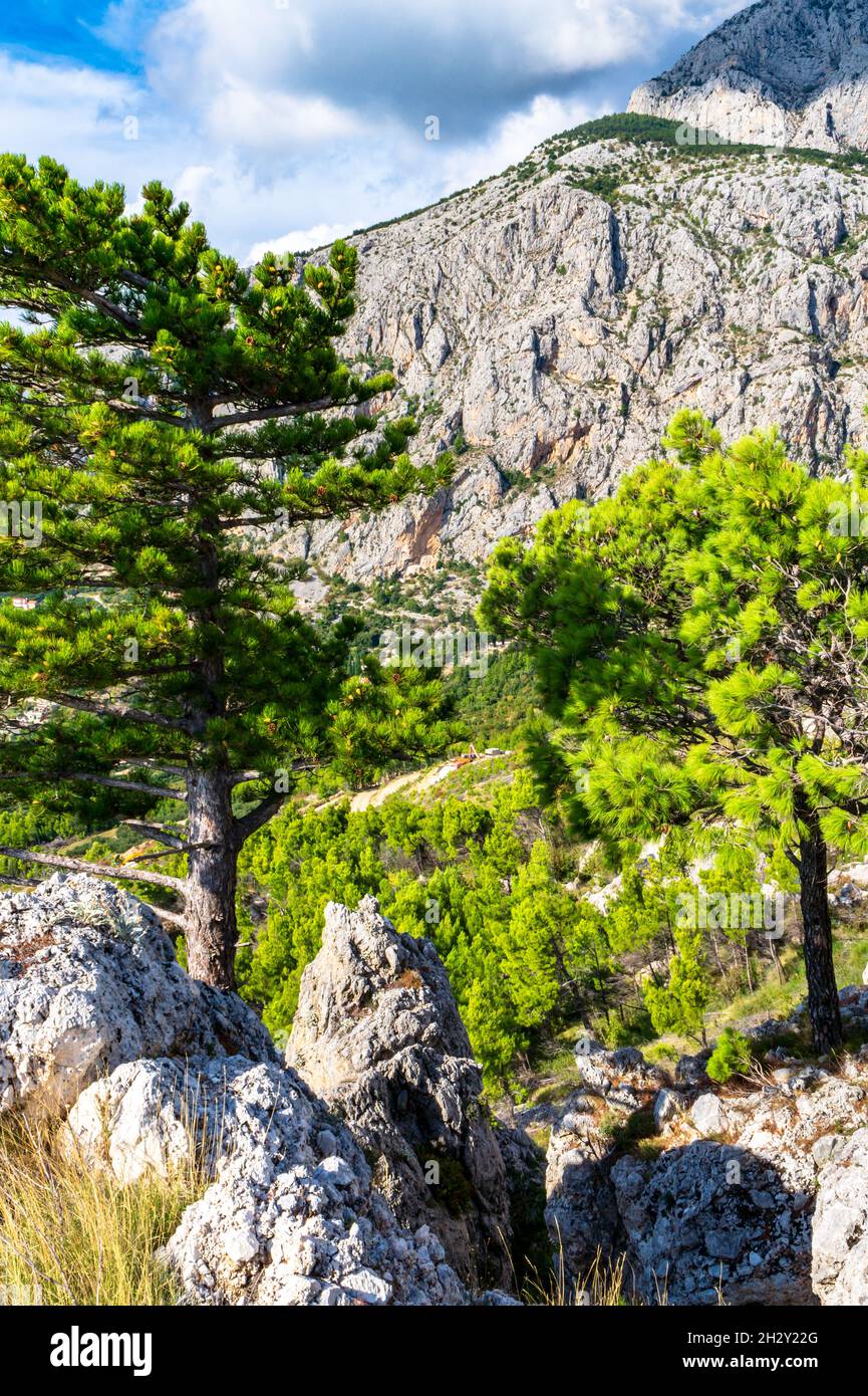 Tree growing on edge cliff hi-res stock photography and images - Alamy
