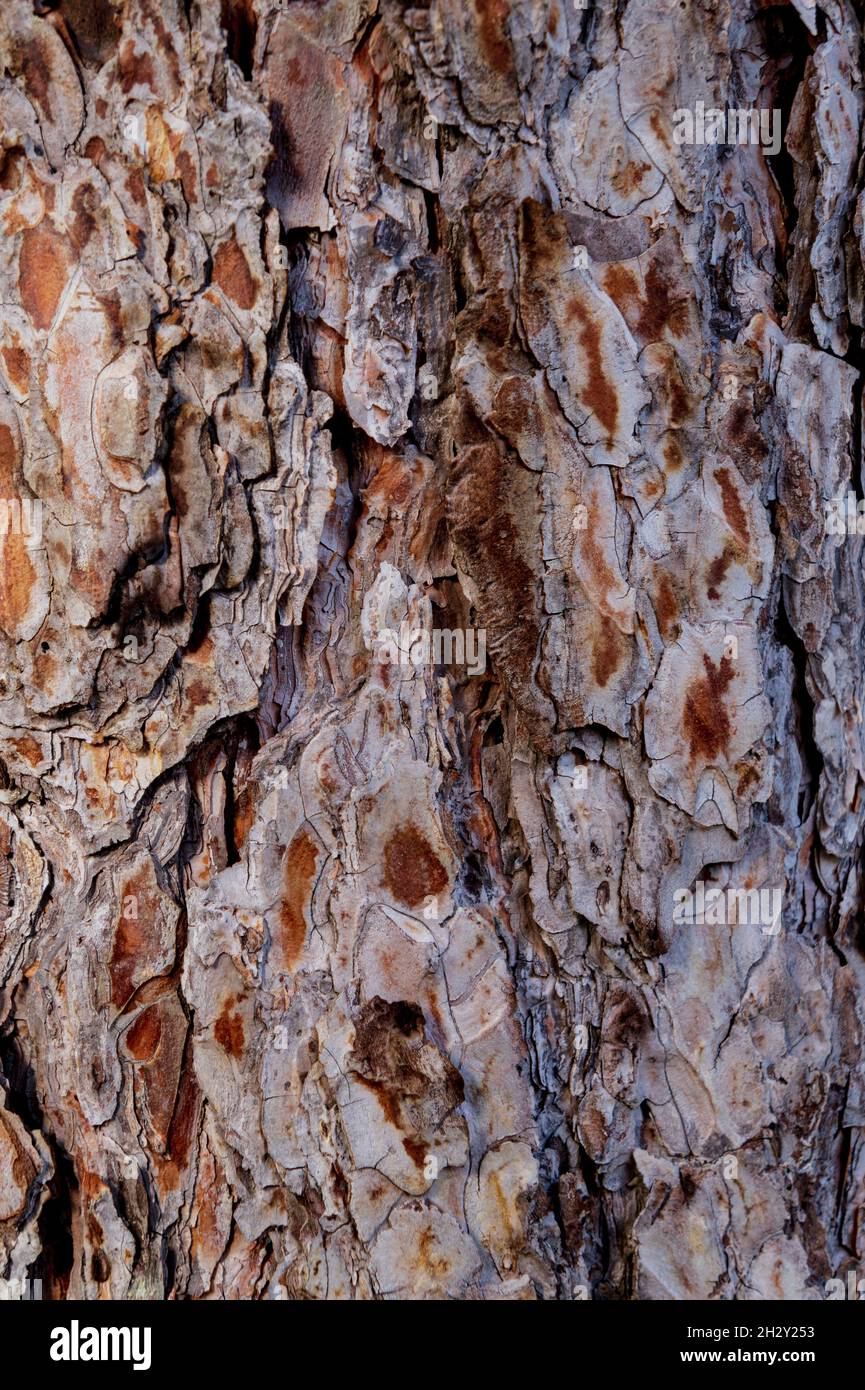 Weathered plant material hi-res stock photography and images - Alamy