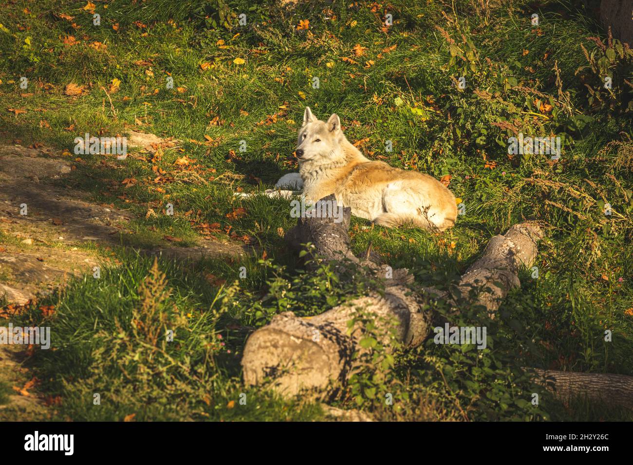 White wolf in nature in sunset lights, beautoful alaskan tundra wolf in ...