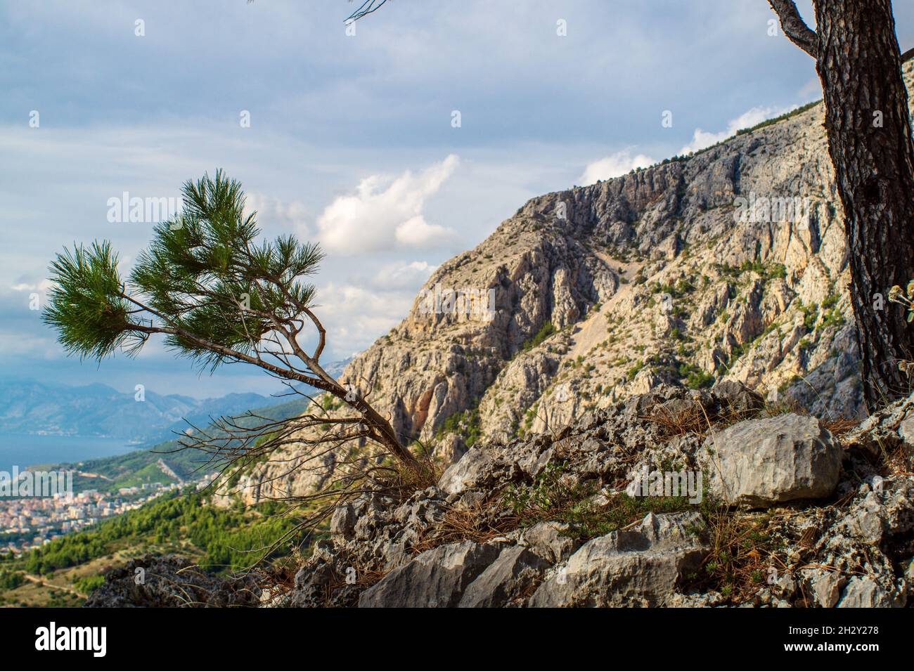 Small tree on cliff in mountains Stock Photo - Alamy