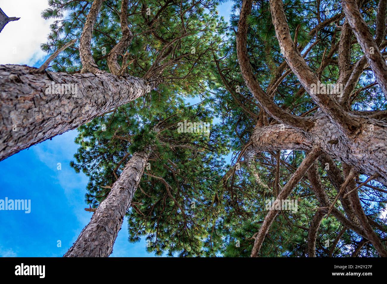 Three trees in mountains Stock Photo - Alamy