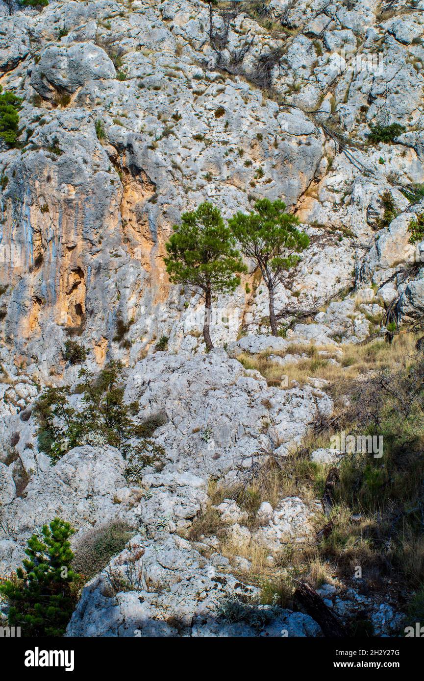 Forest scene trees on cliff hi-res stock photography and images - Alamy