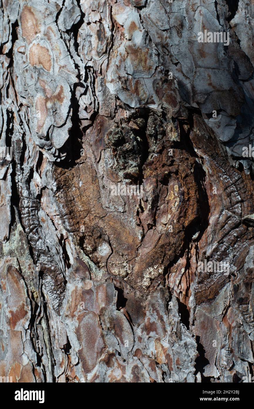 Dark brown cracked tree hi-res stock photography and images - Alamy