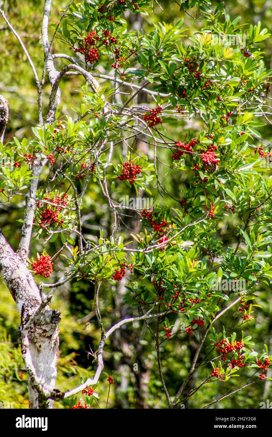 Holly Tree Garden High Resolution Stock Photography and Images - Alamy