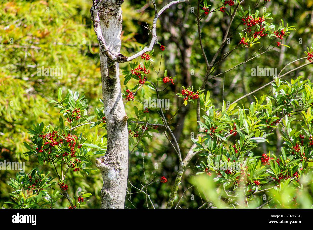 Naples red coral hi-res stock photography and images - Alamy