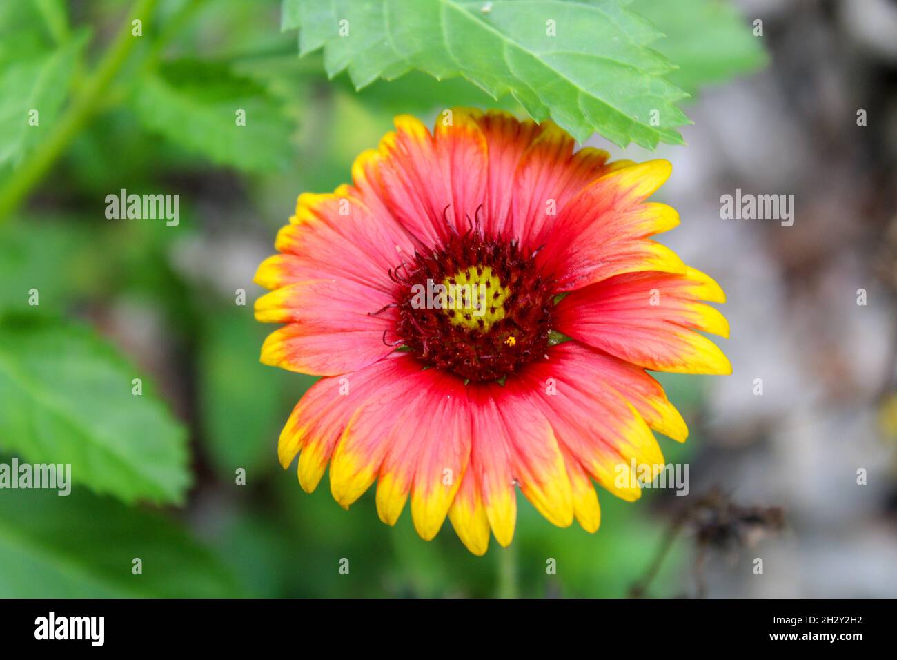 Pretty firewheel hi-res stock photography and images - Alamy