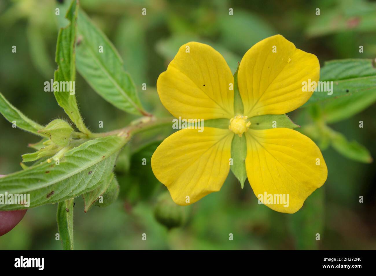 Mexican landscapes hi-res stock photography and images - Alamy