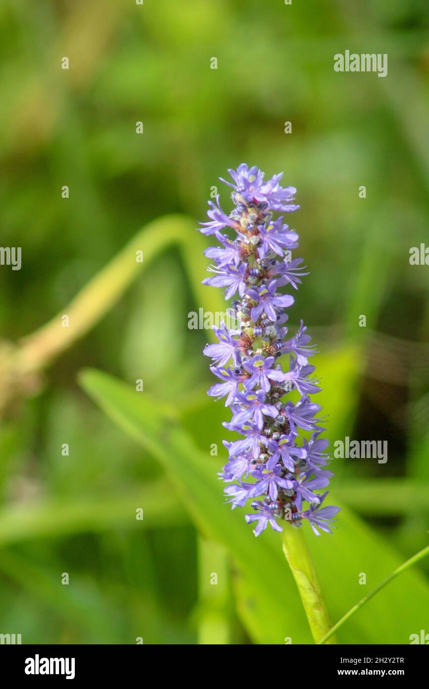 Pickerelweed plant hi-res stock photography and images - Alamy