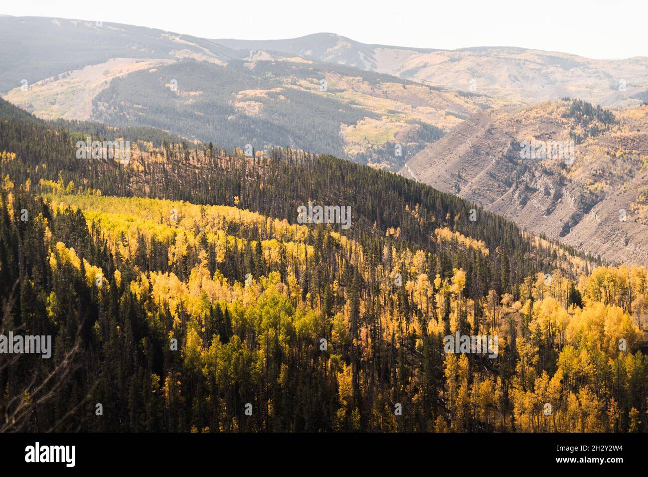Fall foliage in Vail, Colorado Stock Photo - Alamy