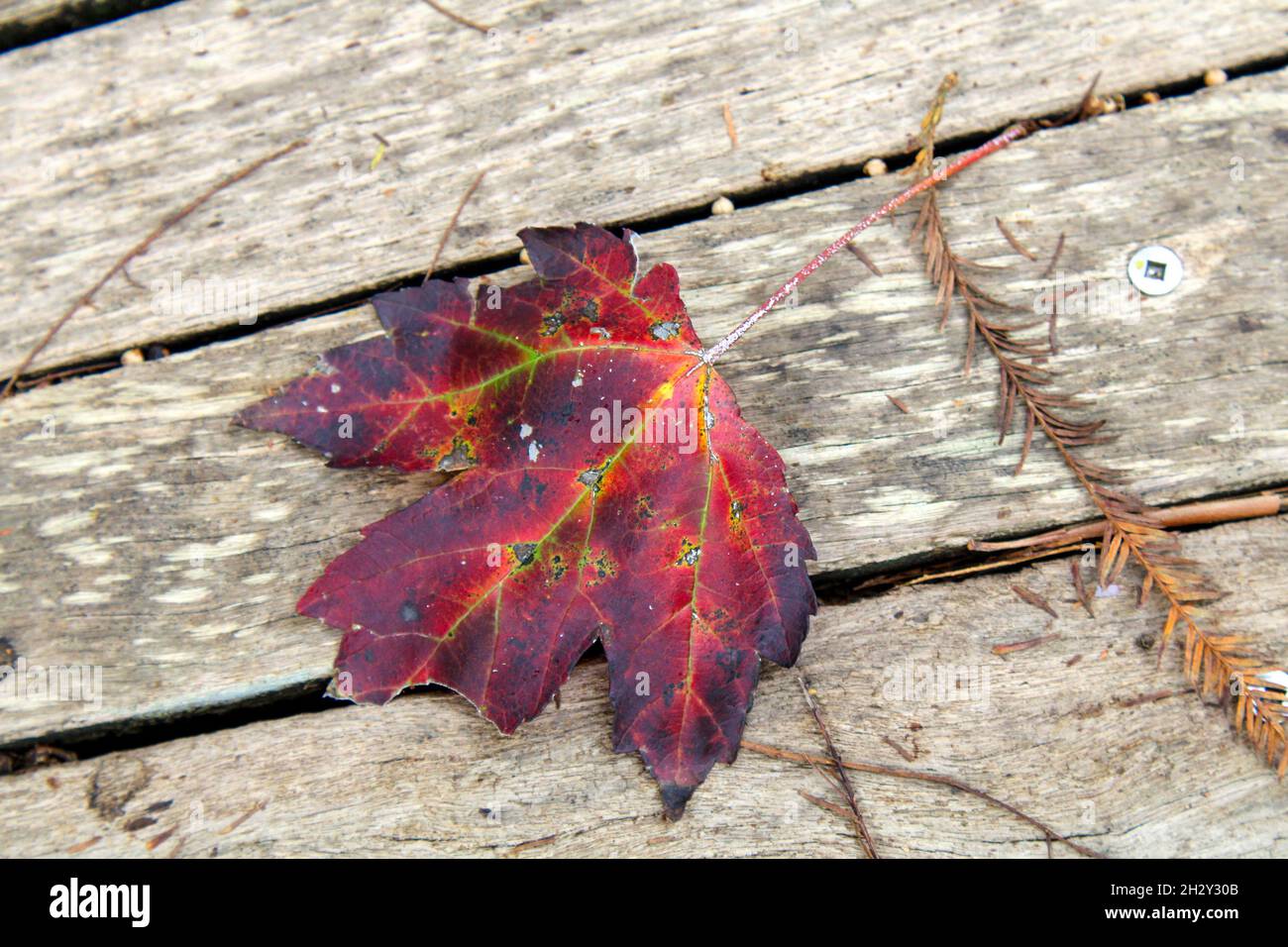 Red Leaf Florida Plants High Resolution Stock Photography and Images ...