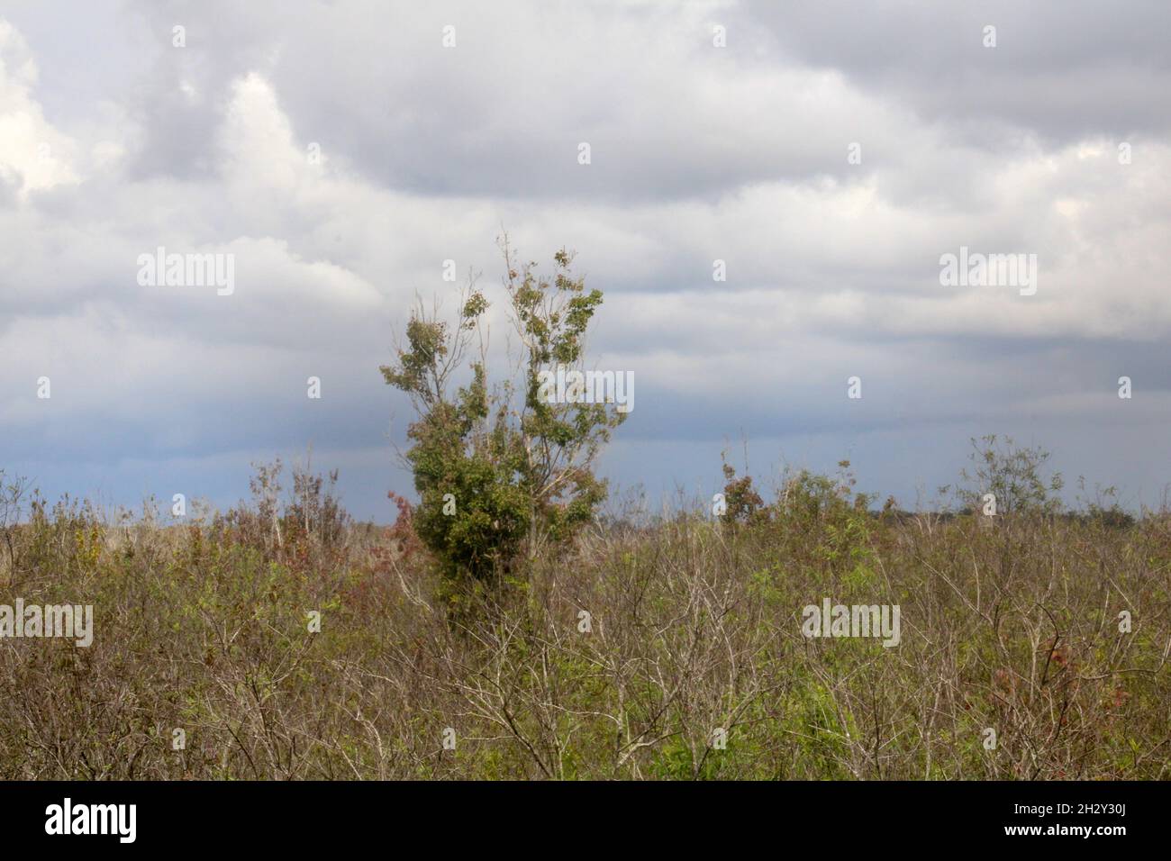 Southwest florida landscape hi-res stock photography and images - Alamy