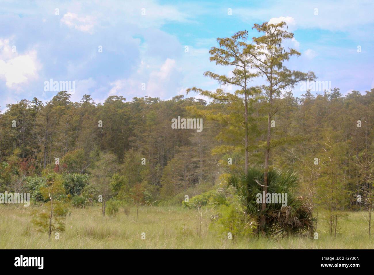 Southwest florida landscape hi-res stock photography and images - Alamy