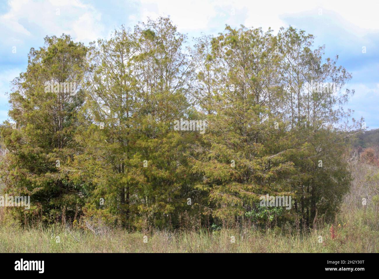 Cluster of trees in a field Stock Photo - Alamy