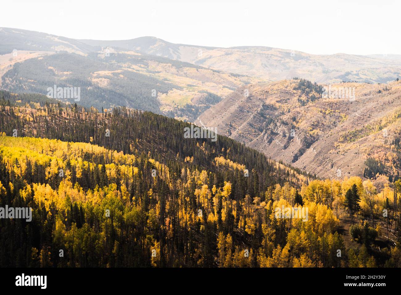 Fall foliage in Vail, Colorado Stock Photo - Alamy